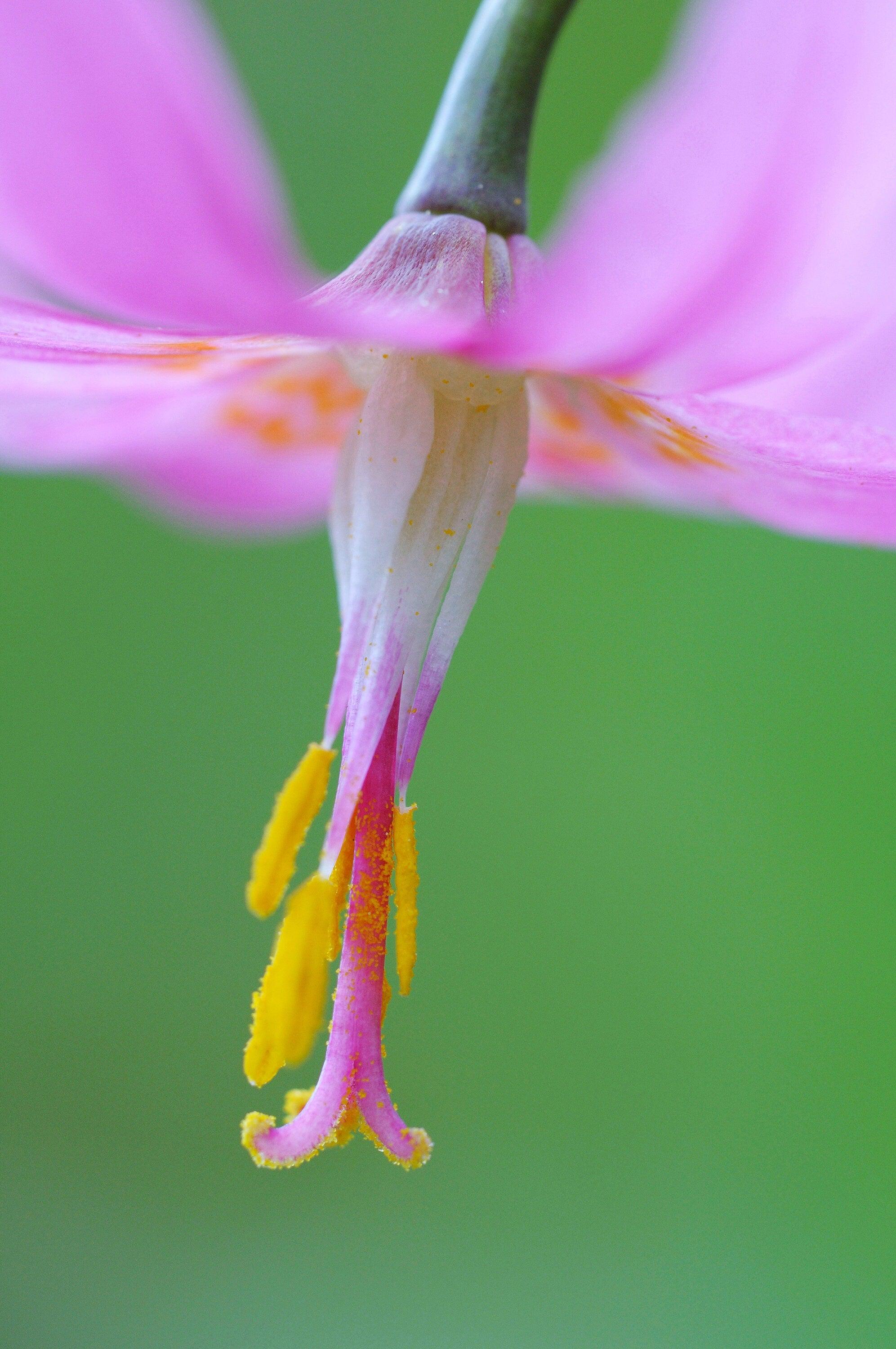 10 PINK FAWN LILY Aka Trout Lily, Avalanche Lily, & Dog's Tooth Violet ...