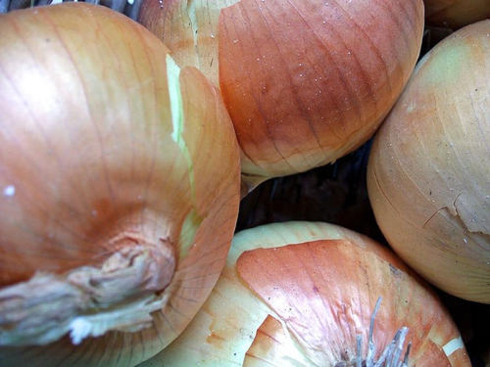 400 Texas EARLY GRANO ONION Large Sweet Yellow Allium Cepa - Etsy