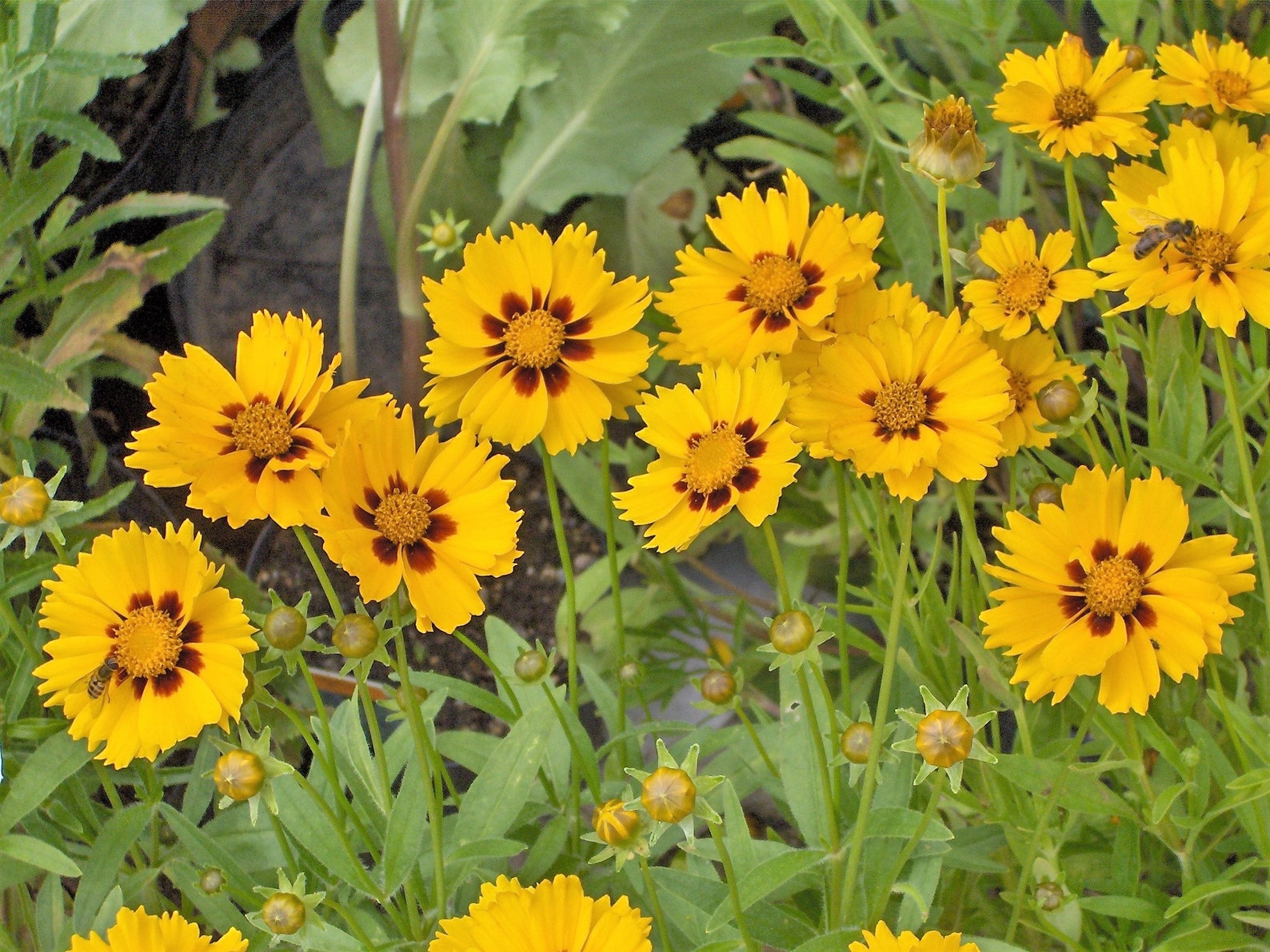 1000 GOLDEN WAVE COREOPSIS (goldenmane Tickseed) Coreopsis Basalis ...