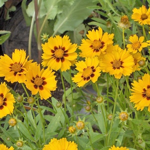1000 GOLDEN WAVE COREOPSIS (goldenmane Tickseed) Coreopsis Basalis ...