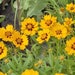 1000 GOLDEN WAVE COREOPSIS goldenmane Tickseed Coreopsis Basalis Flower ...