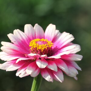 50 CAROUSEL MIX ZINNIA Elegans Carrousel Whirligig Mixed Colors Bicolor ...