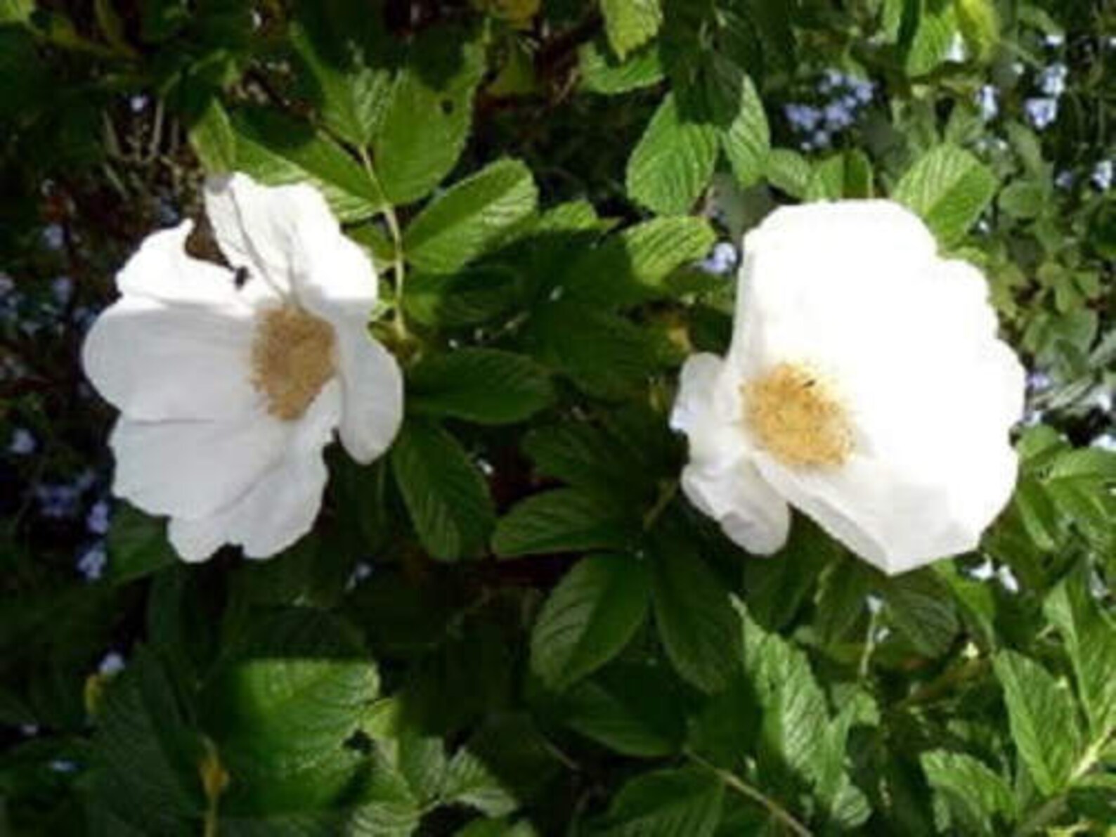 10 WHITE JAPANESE ROSE Rosa Rugosa Alba Bush Rugosa Rose - Etsy