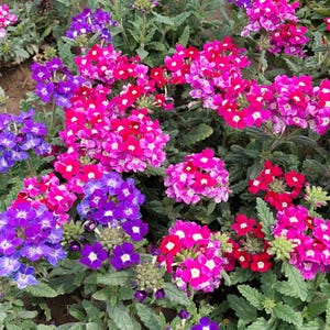 100 MIXED COLORS VERBENA Hybrida Compacta Flower Seeds - Etsy