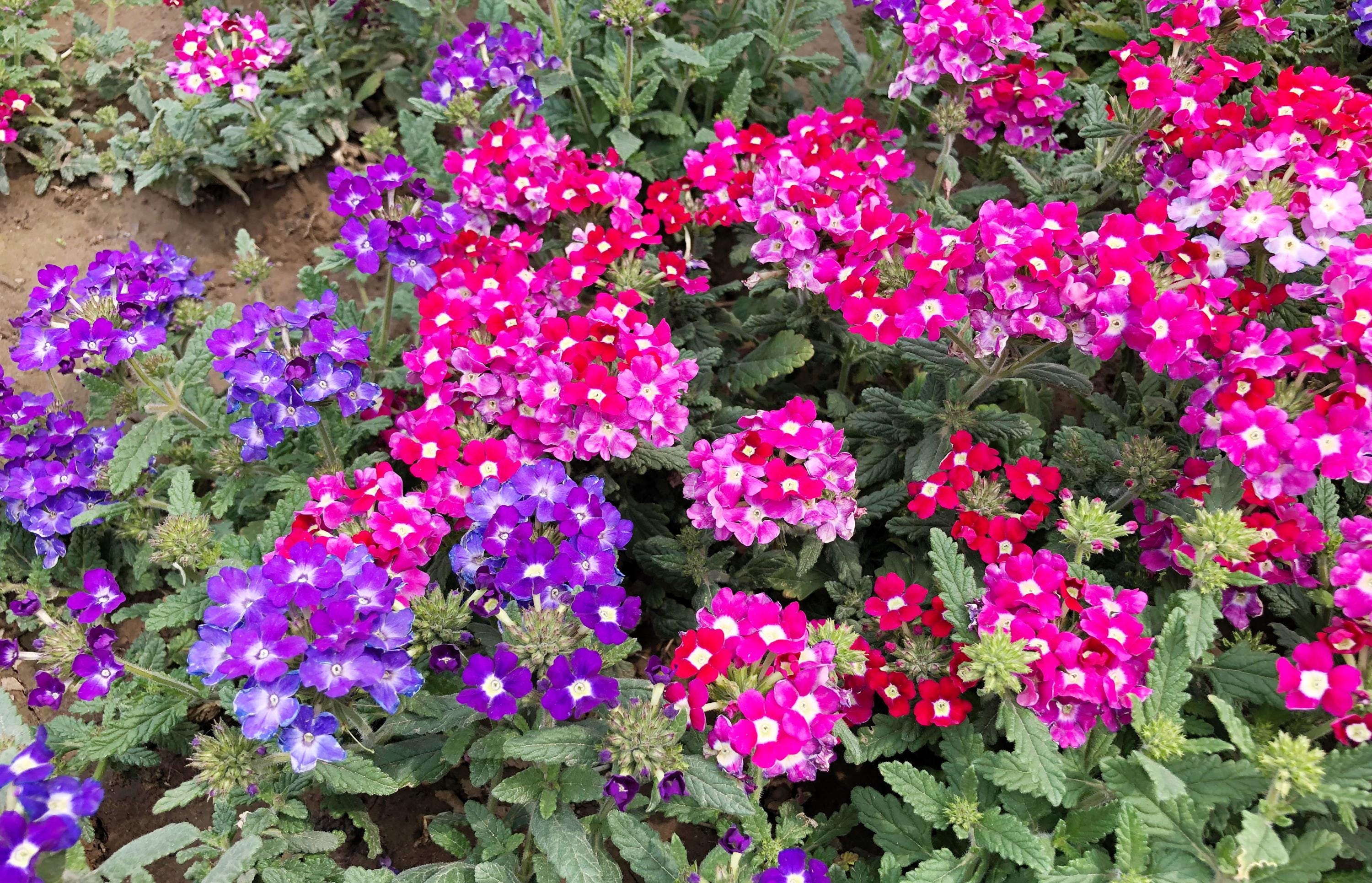 100 MIXED COLORS VERBENA Hybrida Compacta Flower Seeds - Etsy