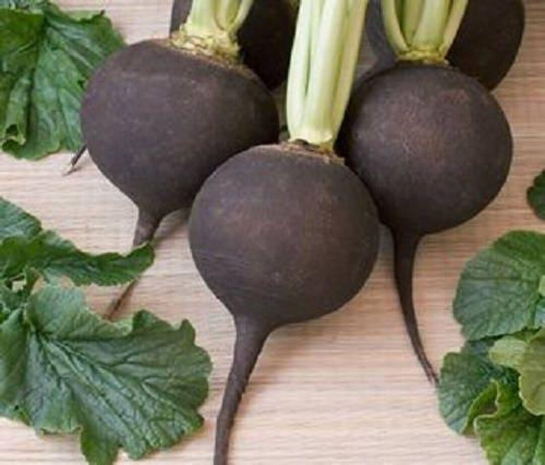 300 BLACK SPANISH ROUND Hot Spicy European Raphanus Sativus Root ...