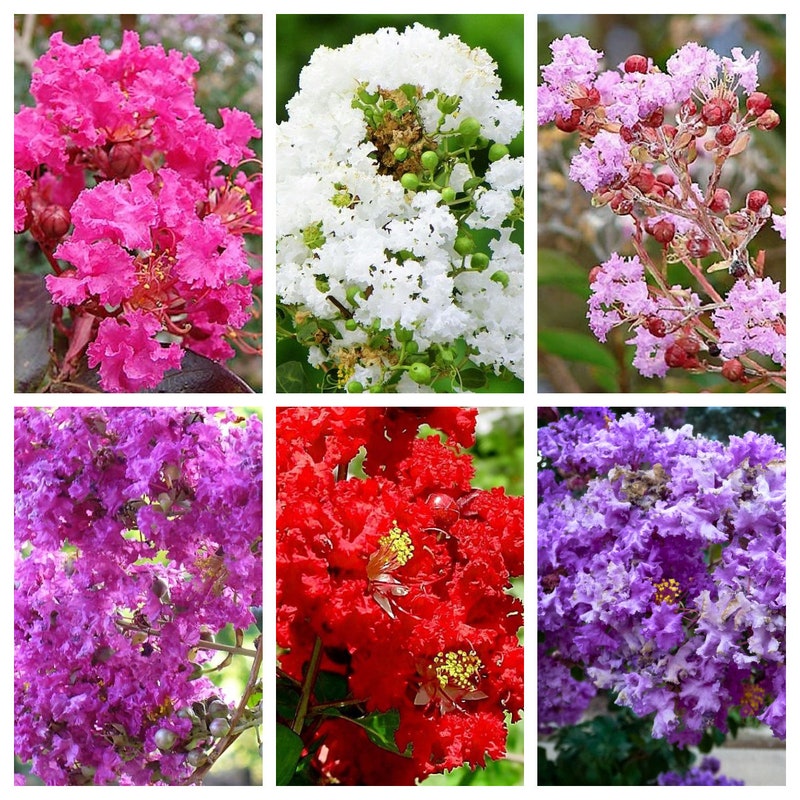 Crape Myrtle Plant - Etsy