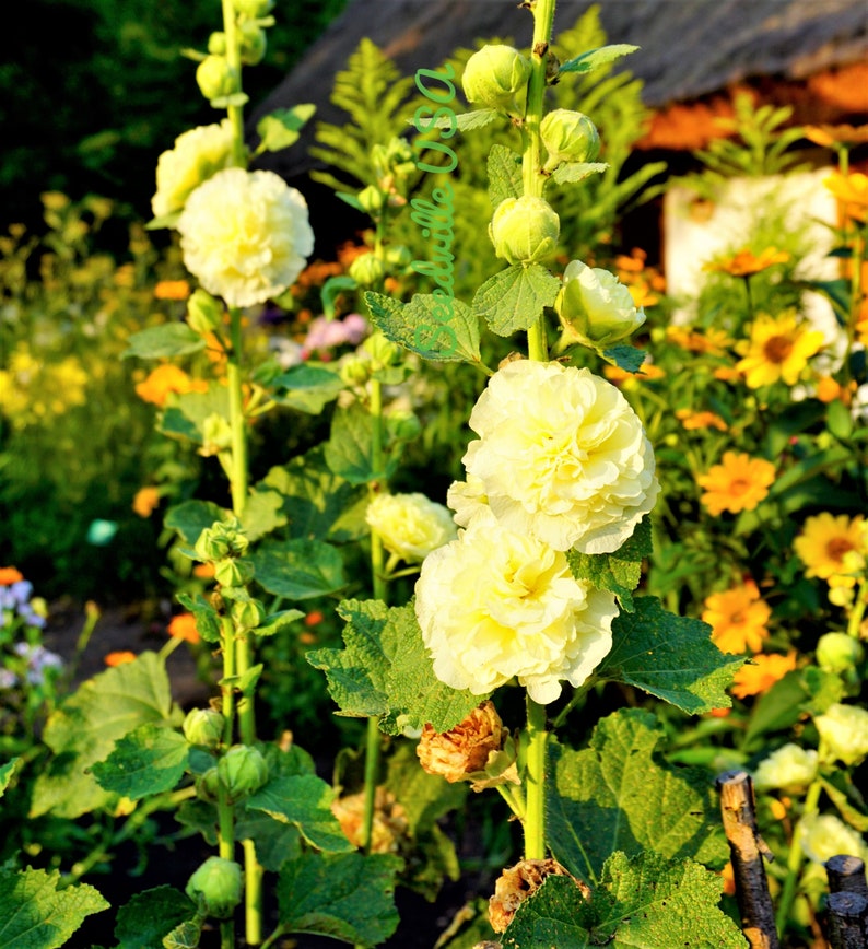 50 Dwarf Double HOLLYHOCK MAJORETTE MIX Alcea Rosea Red Pink - Etsy