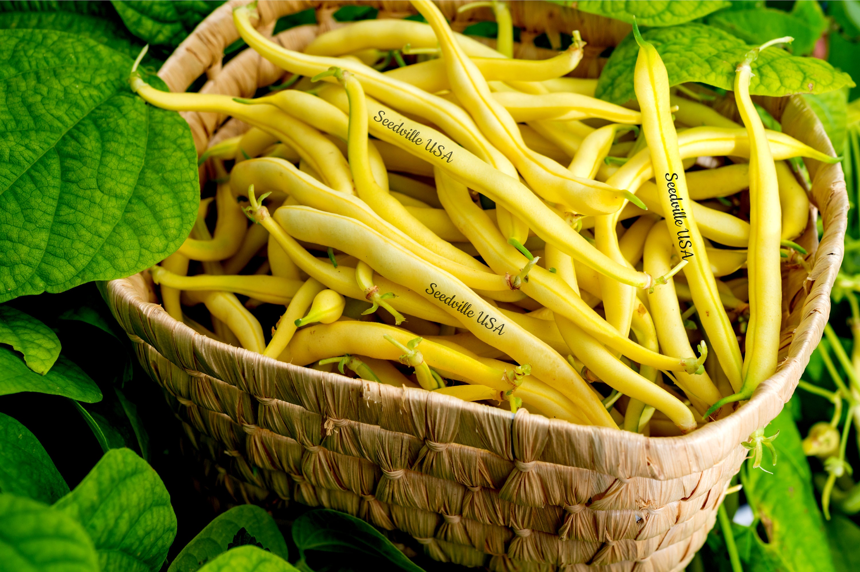 50 Yellow CHEROKEE WAX BEAN Bush Aas Winner Phaseolus Vulgaris - Etsy