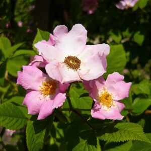 10 CLIMBING MICHIGAN ROSE Rosa Setigera Aka Climbing Prairie or ...