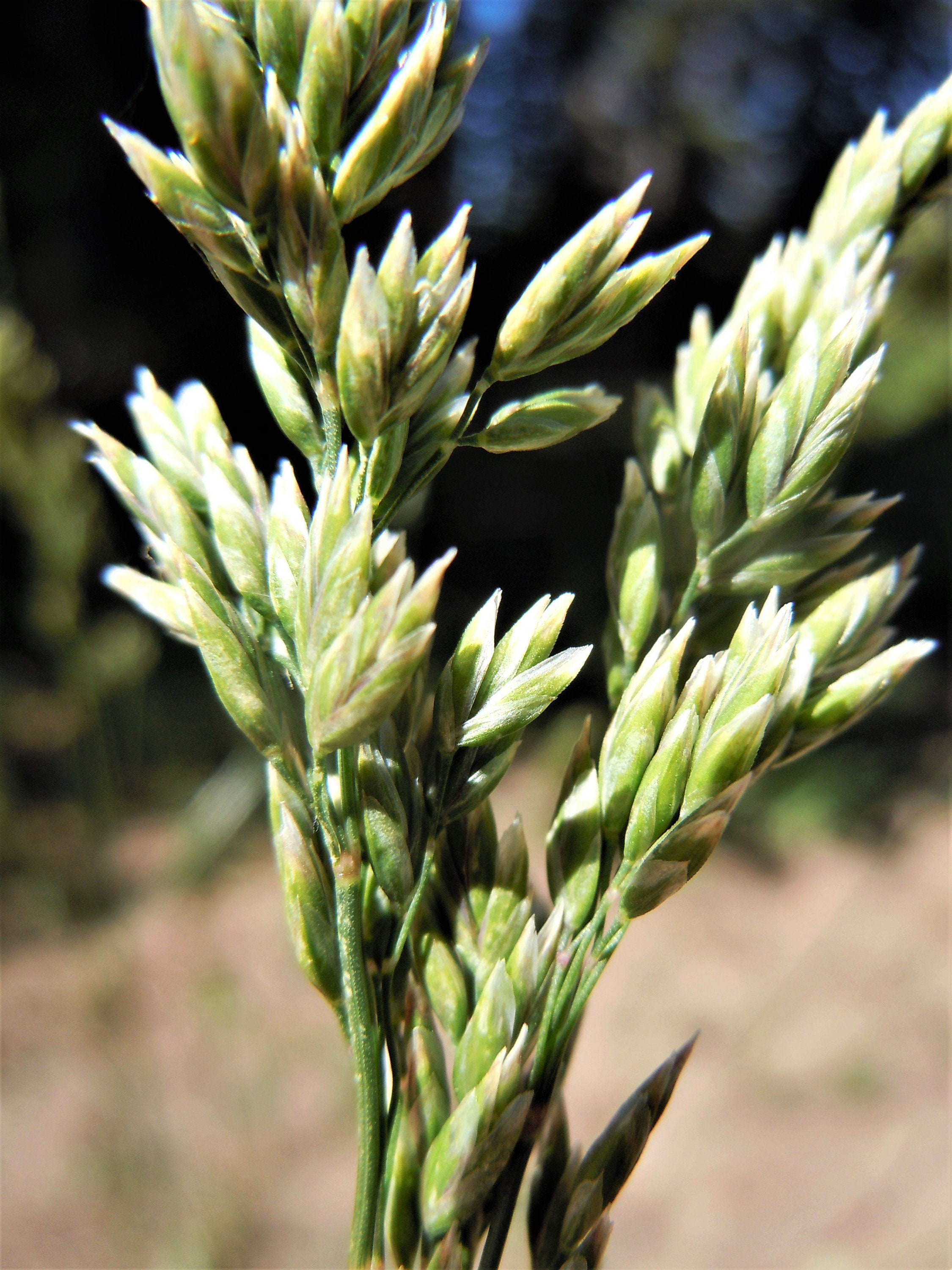 500 MUTTONGRASS Poa Fendleriana Eragrostis Mutton Grass - Etsy