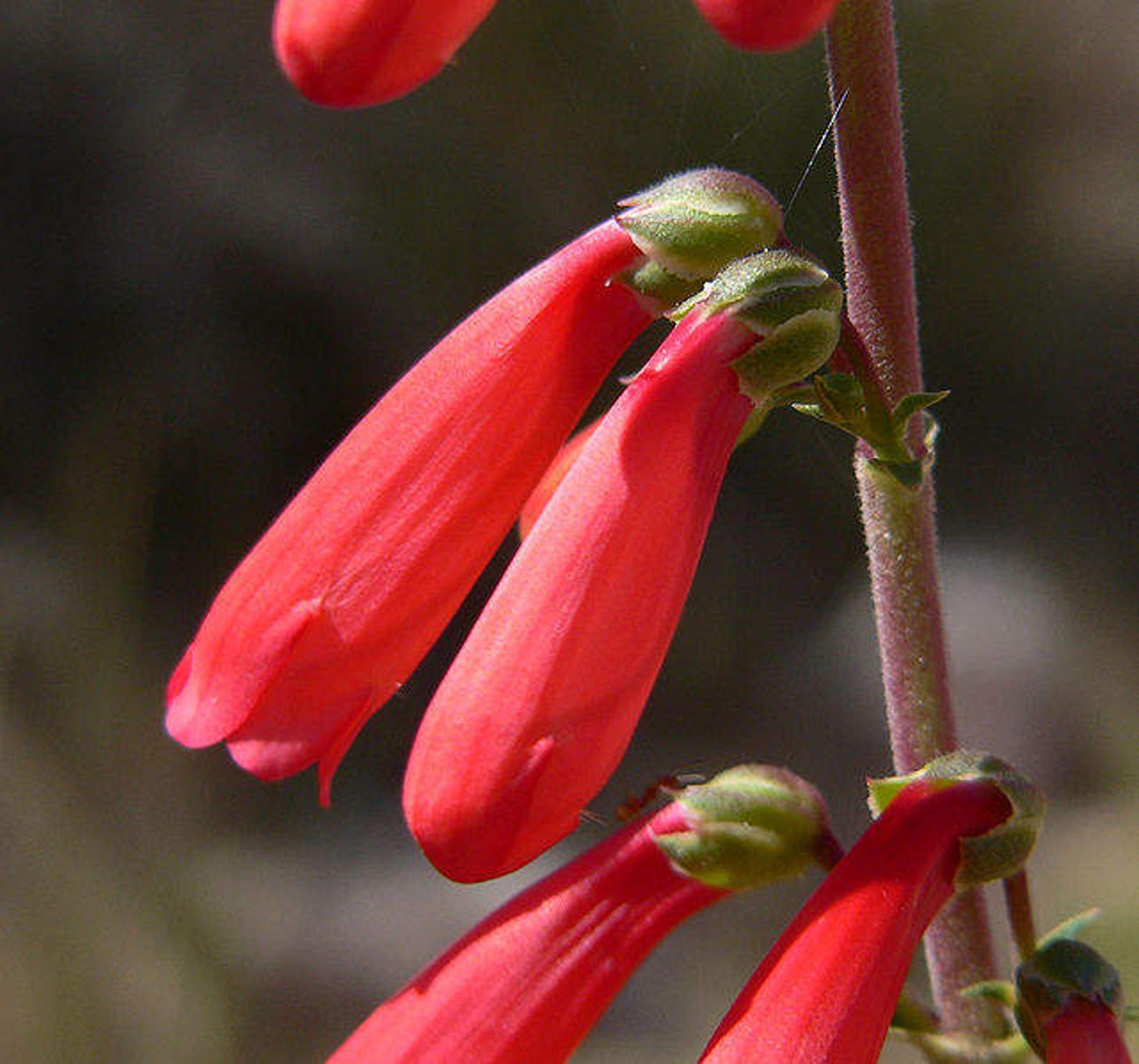 150 Eatons RED FIRECRACKER PENSTEMON Eatonii Flower Seeds - Etsy Canada