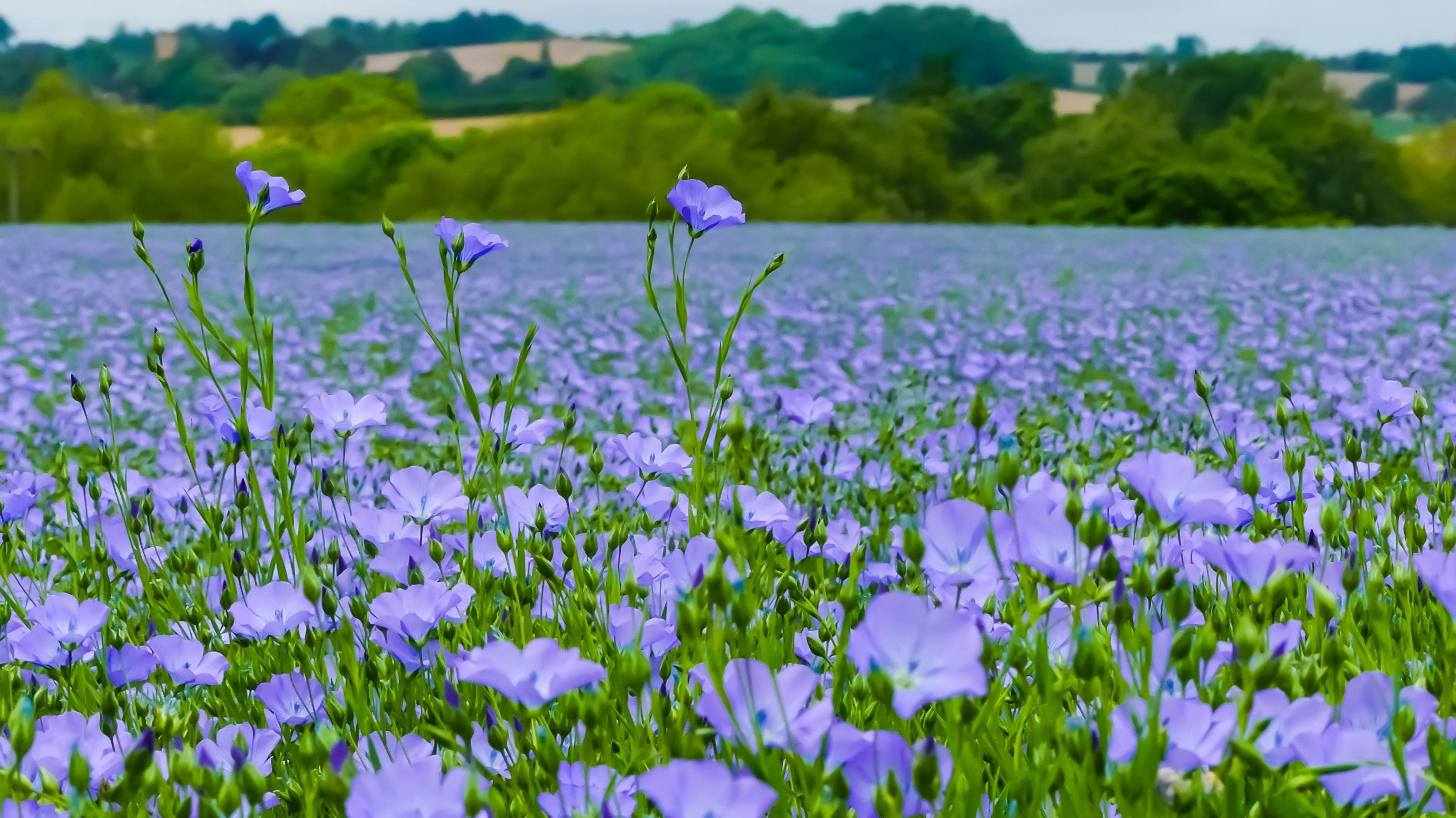 100 BLUE FLAX (prairie Flax / Lewis Blue Flax) Linum Perenne Lewisii ...