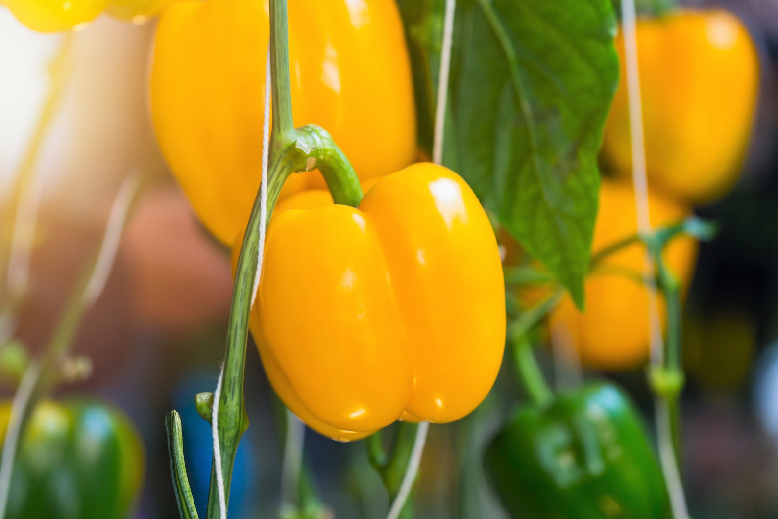 100 Golden YELLOW BELL PEPPER California Wonder Capsicum - Etsy