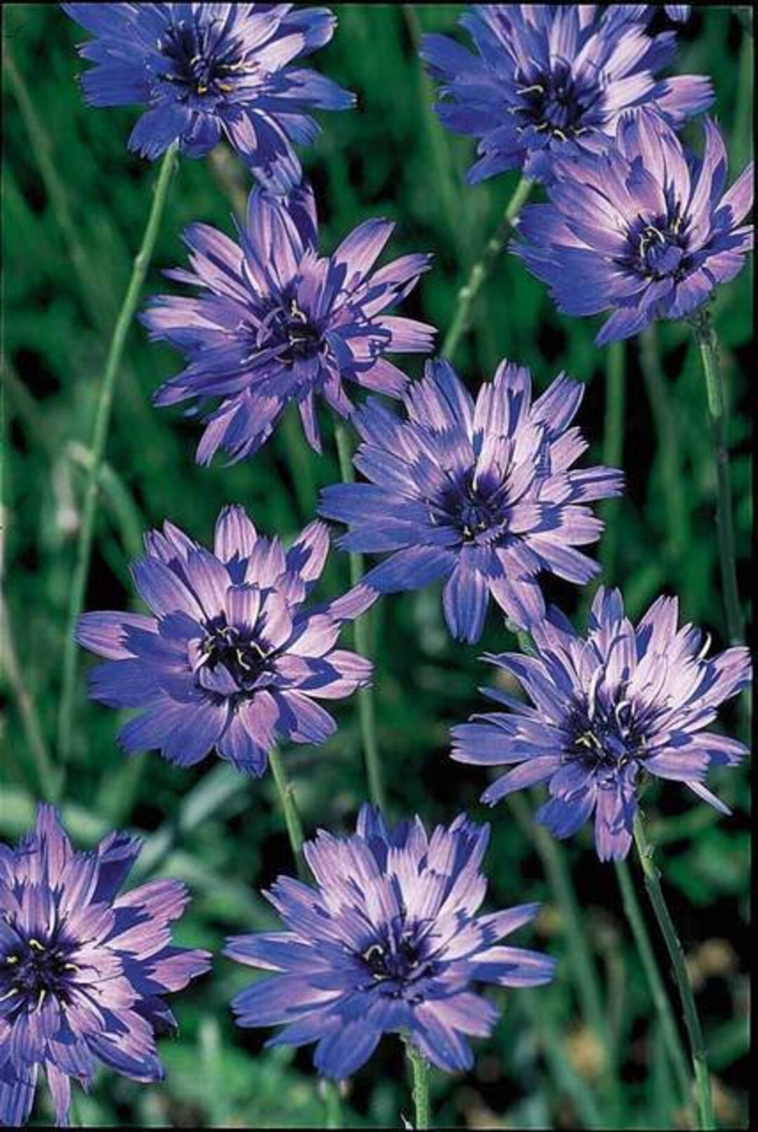 20 Blue CUPIDS DART Aka ' LOVE Plant ' Catananche Caerulea Flower Seeds ...