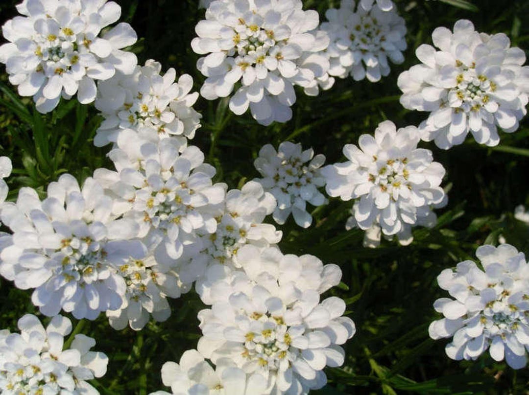 1000 WHITE EMPRESS CANDYTUFT Iberis Amara Groundcover Flower Seeds comb S/H - Etsy