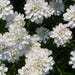 1000 WHITE EMPRESS CANDYTUFT Iberis Amara Groundcover Flower | Etsy