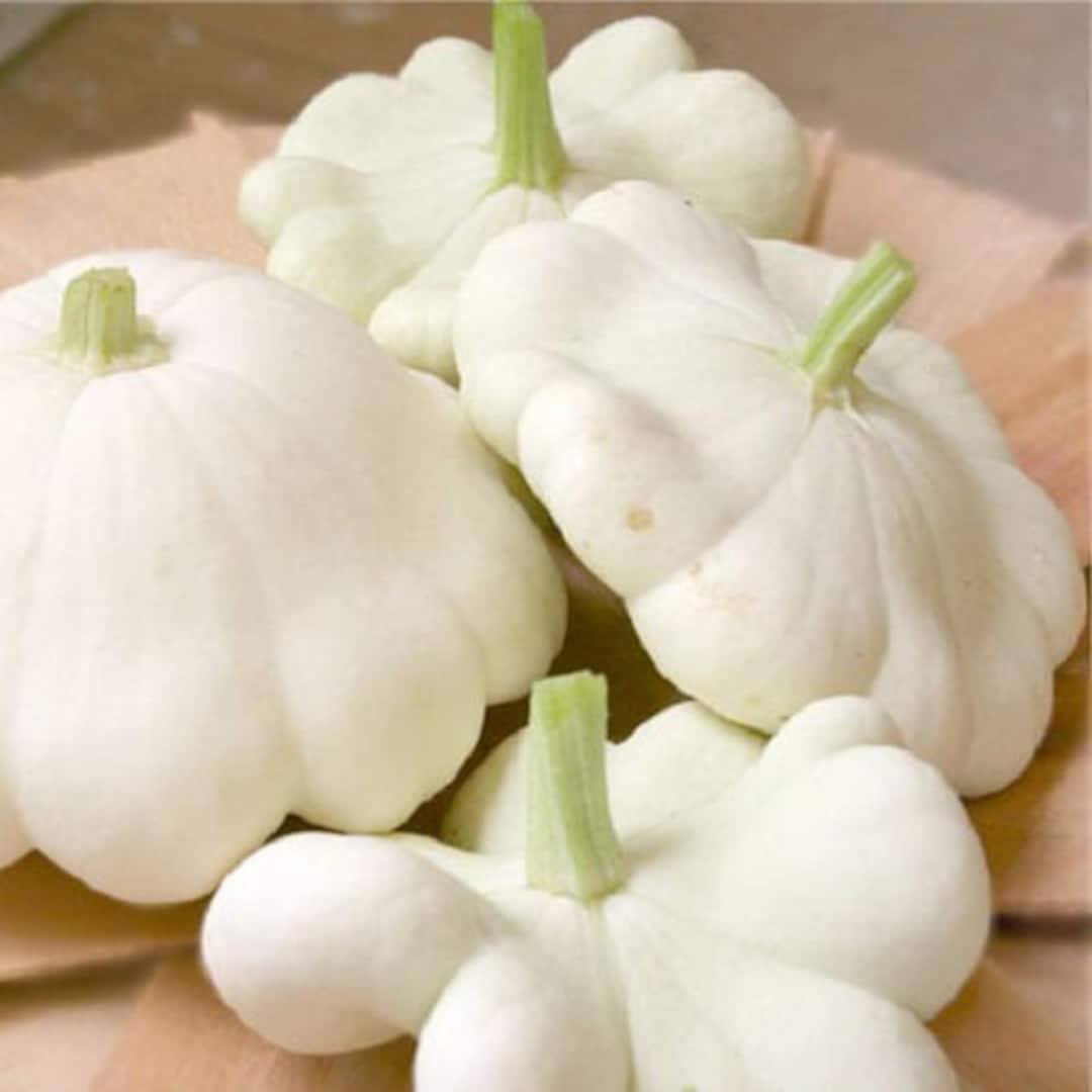 50 WHITE Bush SCALLOP SQUASH patty Pan / Paty Pan / Squanter Squash ...