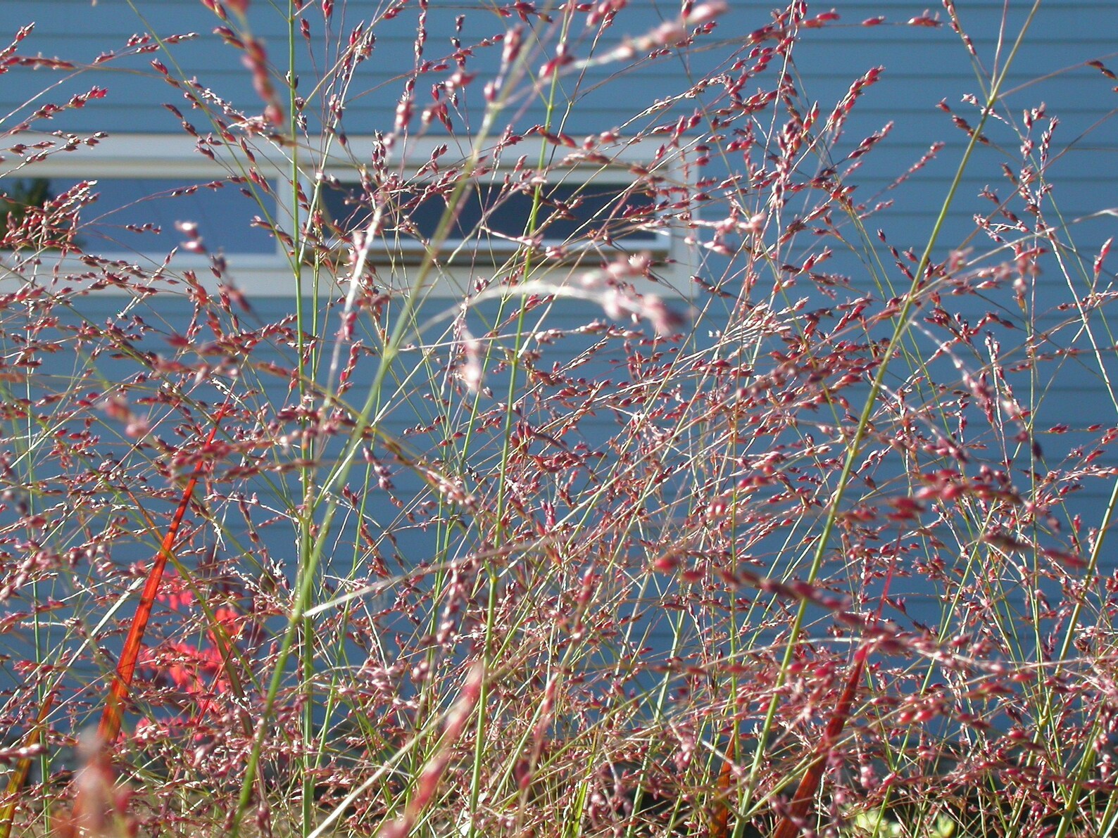 1000 SWITCHGRASS Tall Panic Switch Grass Panicum Virgatum Red - Etsy