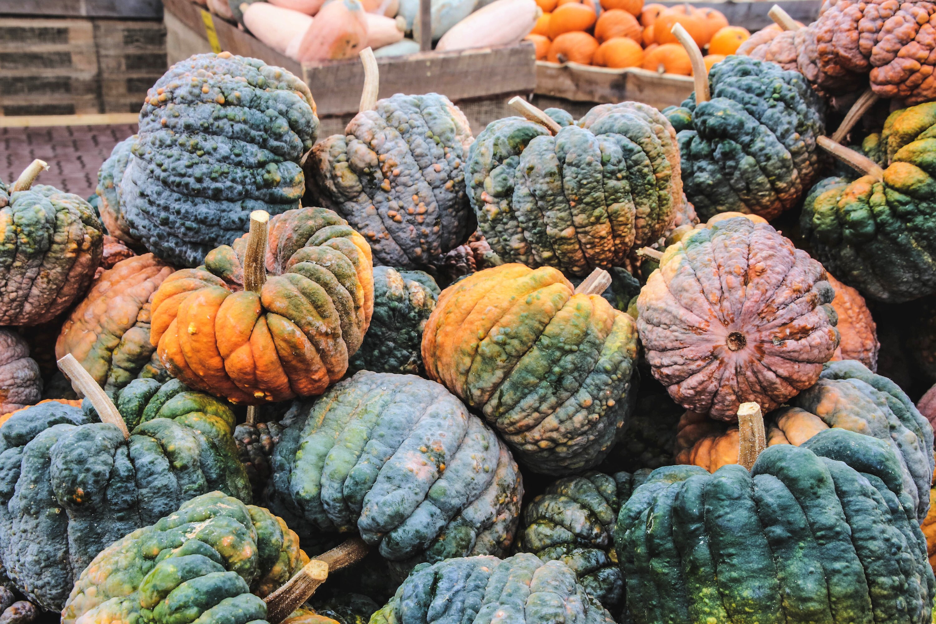 20 BLACK FUTSU SQUASH Multicolored Wrinkly Skin Gold Flesh Japanese ...