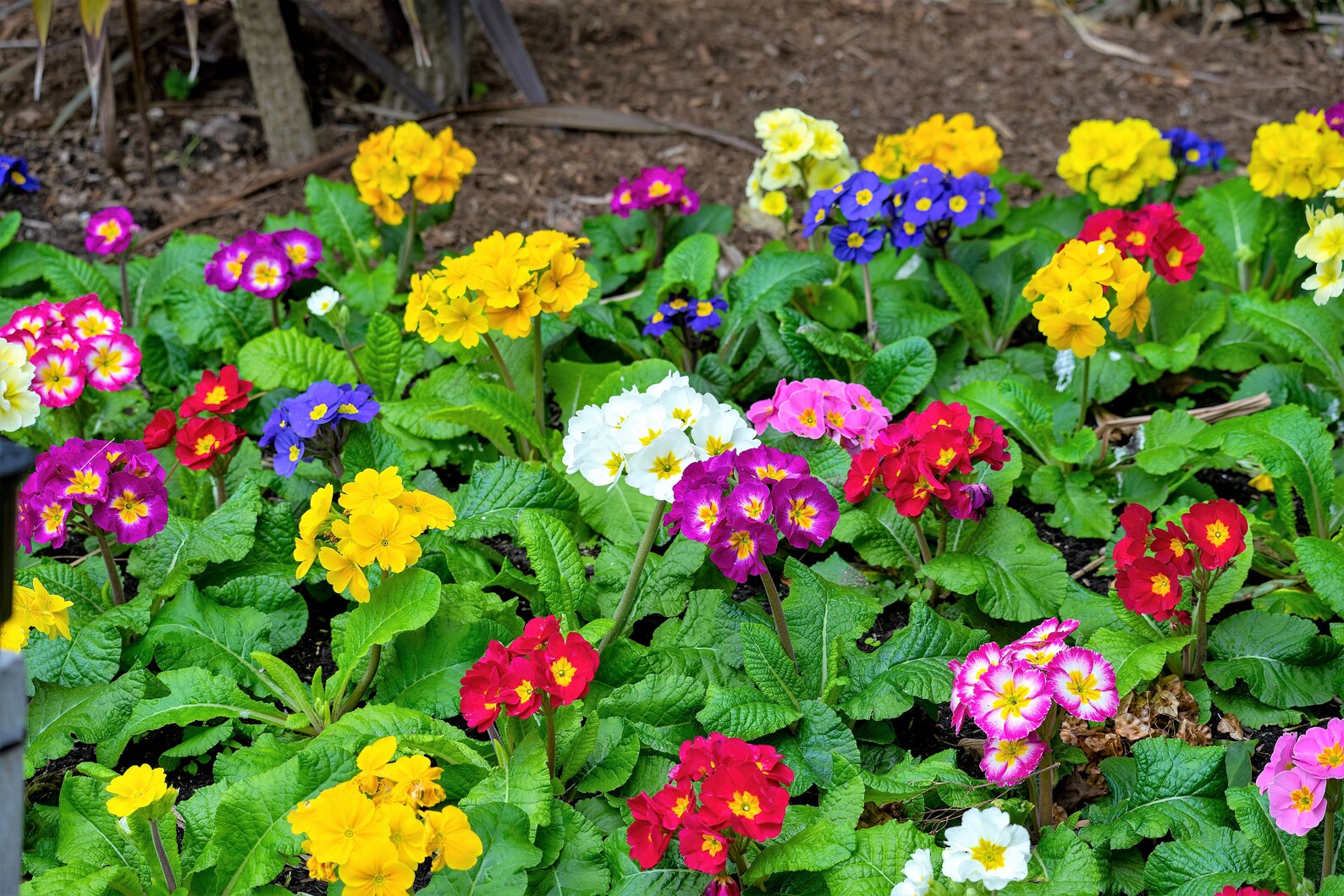 50 MIXED Colors ENGLISH PRIMROSE Primula Vulgaris Acaulis - Etsy