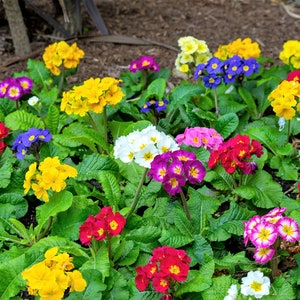 50 MIXED Colors ENGLISH PRIMROSE Primula Vulgaris Acaulis Shade ...
