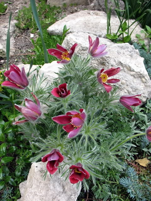 10 Red Anemone Pulsatilla Vulgaris Pasque Flower Seeds Flat Etsy