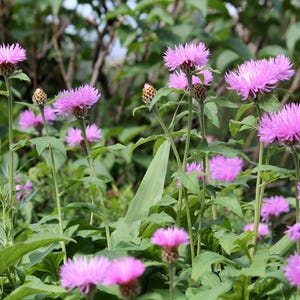 500 MIXED SWEET SULTAN Imperialis Mix Amberboa Moschata Centaurea ...