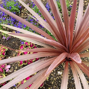 10 Purple NEW ZEALAND FLAX Phormium Tenax Purpureum Ornamental Grass ...