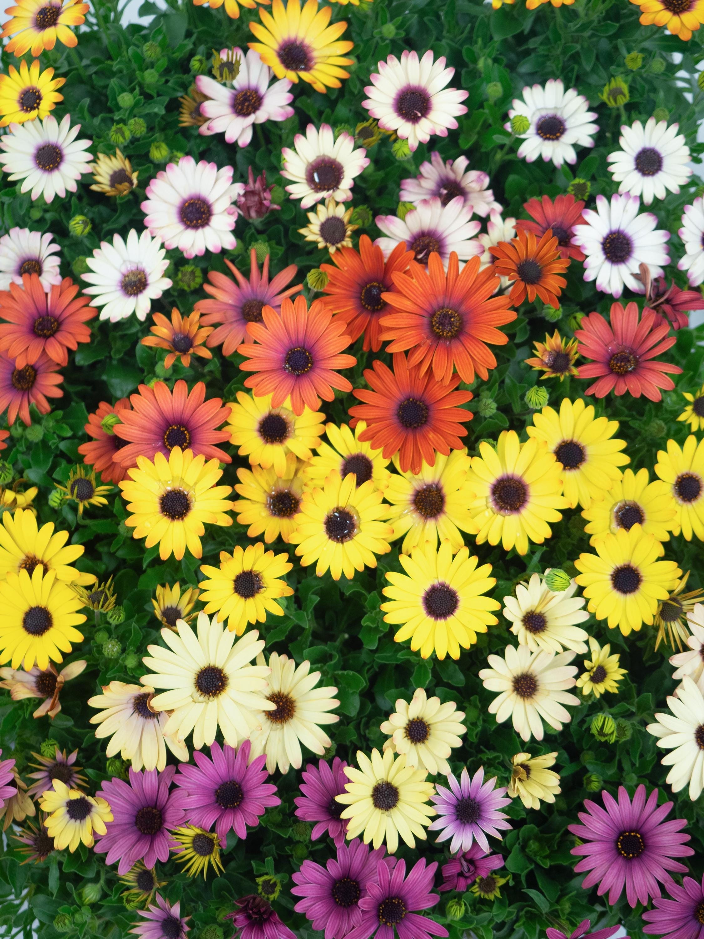 20 MIXED COLORS OSTEOSPERMUM Ecklonis African Cape Daisy Flower Seeds ...