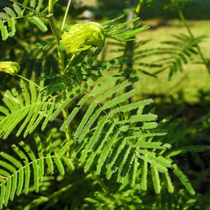 100 ILLINOIS BUNDLEFLOWER Prairie Mimosa Desmanthus Illinoensis Flower ...