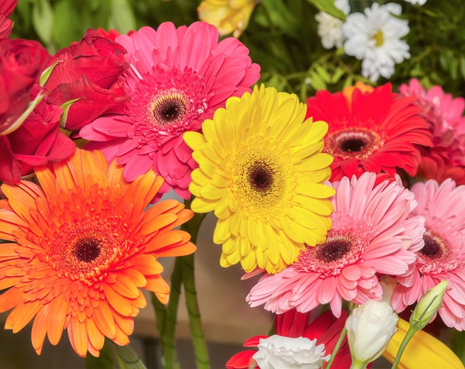 GERBER HYBRIDS MIX 40 Seeds Bright Colors Long Stems Gerbera Jamesonii ...