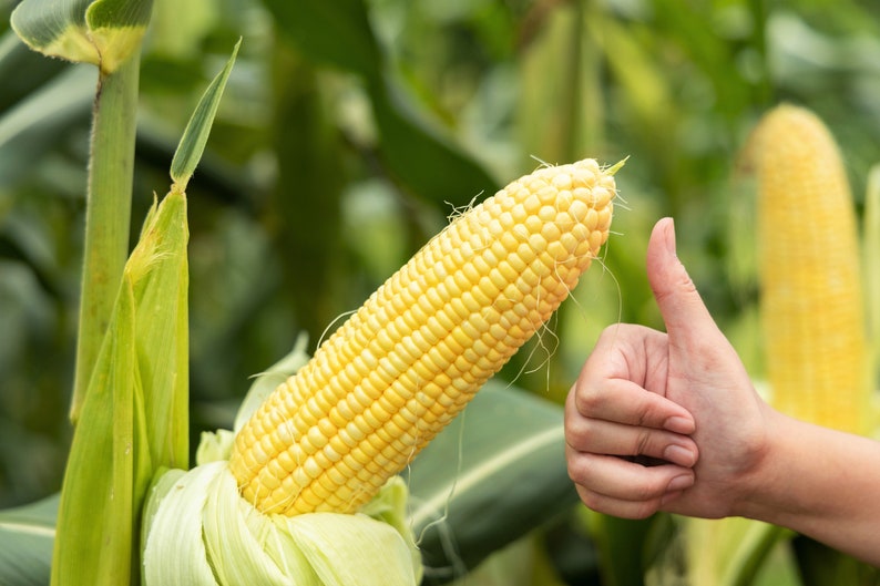 50 HONEY SELECT CORN Sweet Yellow S.E. Sh2 Zea Mays Vegetable - Etsy