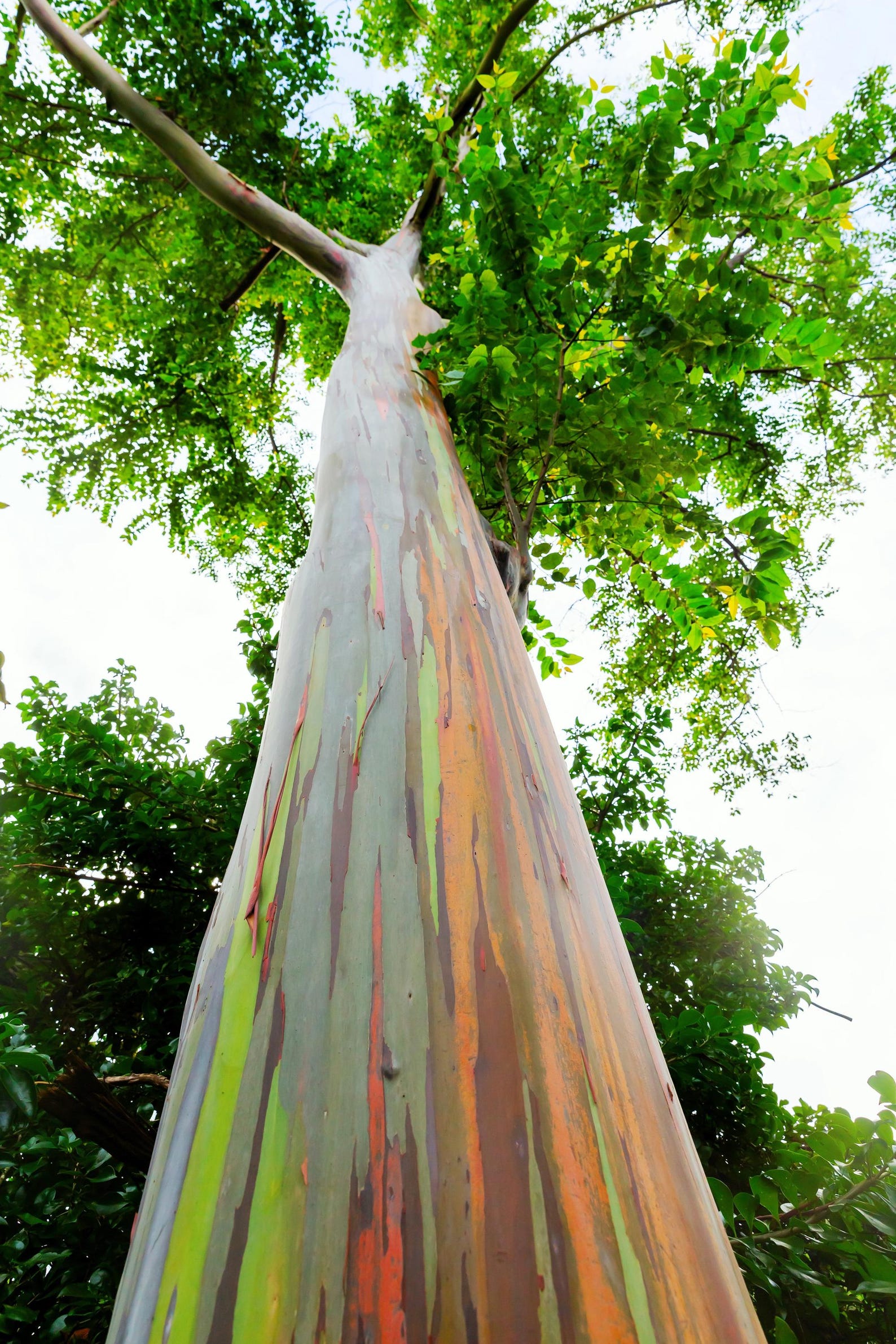 50 RAINBOW EUCALYPTUS Deglupta Gum Multicolor Bark Tree Seeds - Etsy