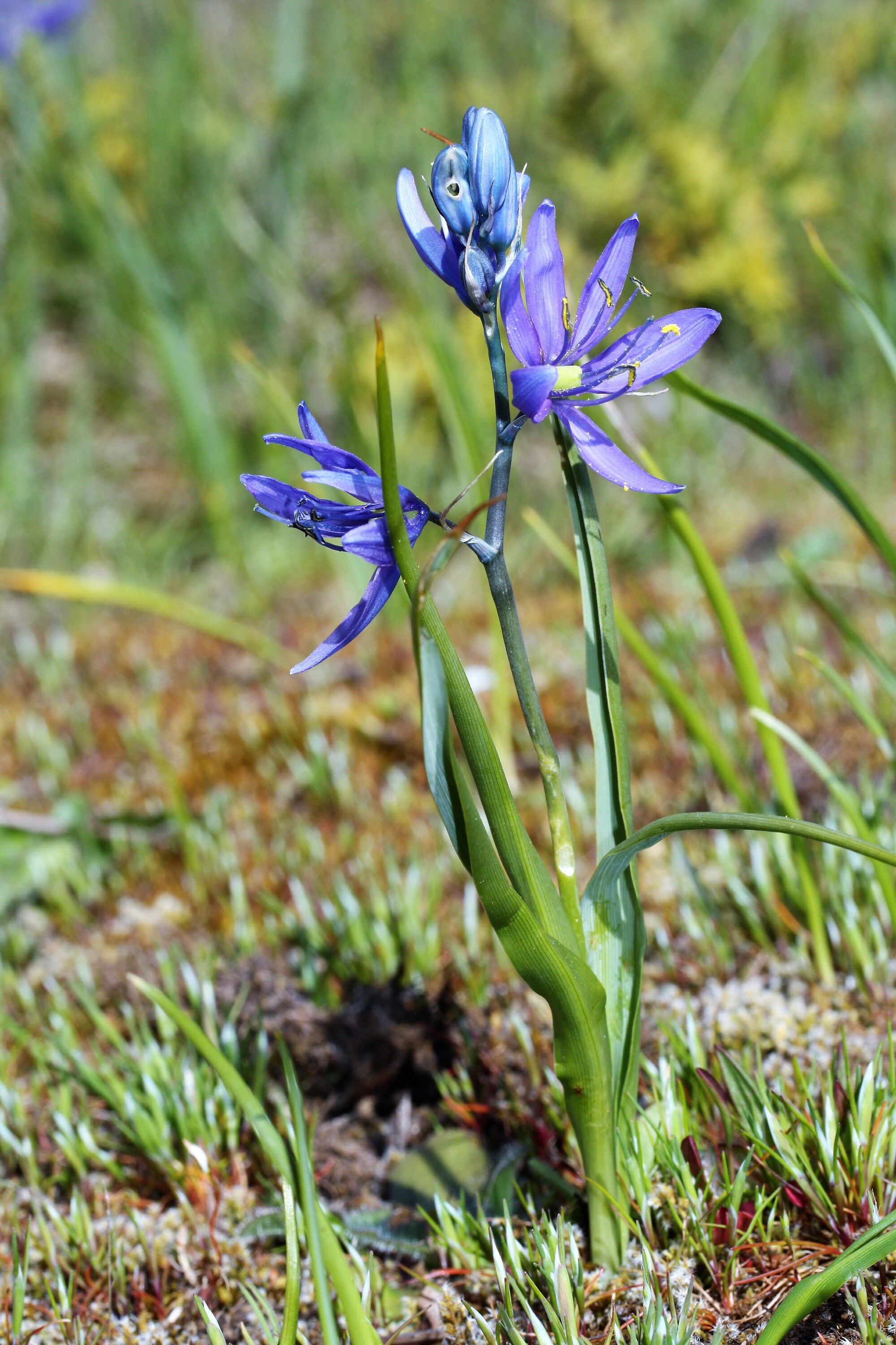 30 BLUE CAMAS Camass Lily Wild Indian Hyacinth Camassia | Etsy