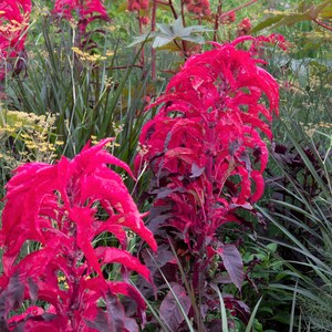 100 Tricolor EARLY SPLENDOR AMARANTHUS Hypochondricus Flower Seeds comb ...