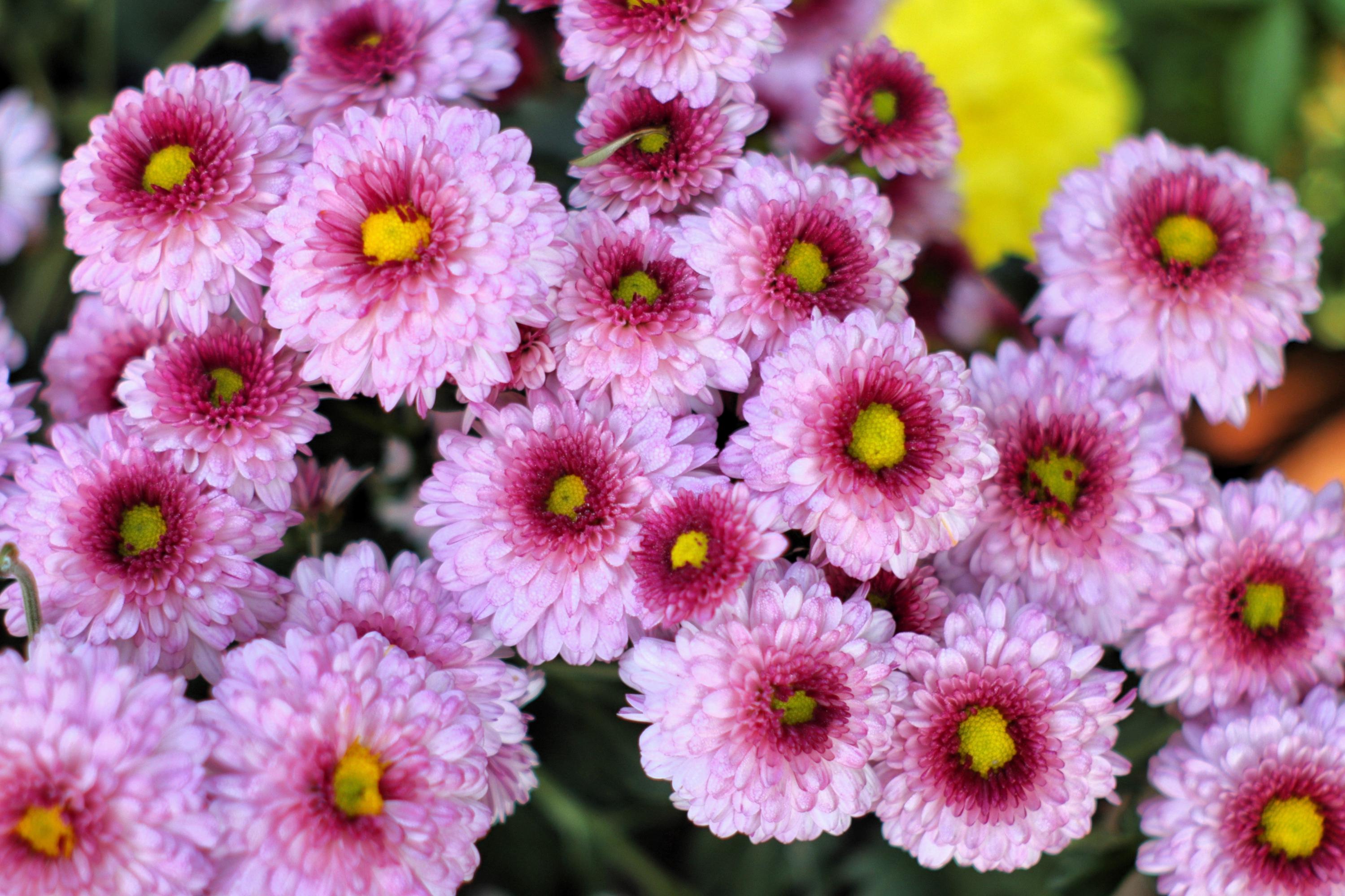 50 Tricolor DOUBLE PAINTED DAISY Chrysanthemum Carinatum Tanacetum ...