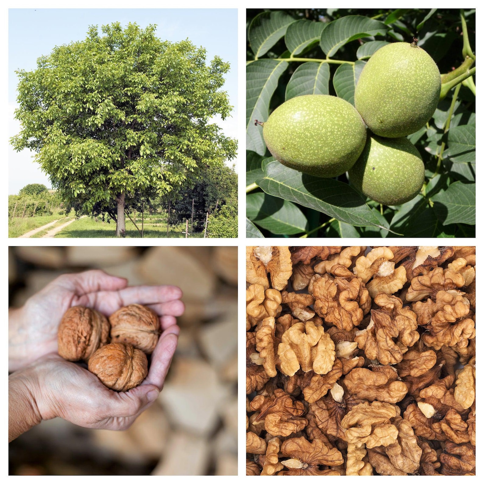 5 ENGLISH WALNUT Aka Common, Hardy Carpathian, Persian Nut Fruit Tree ...