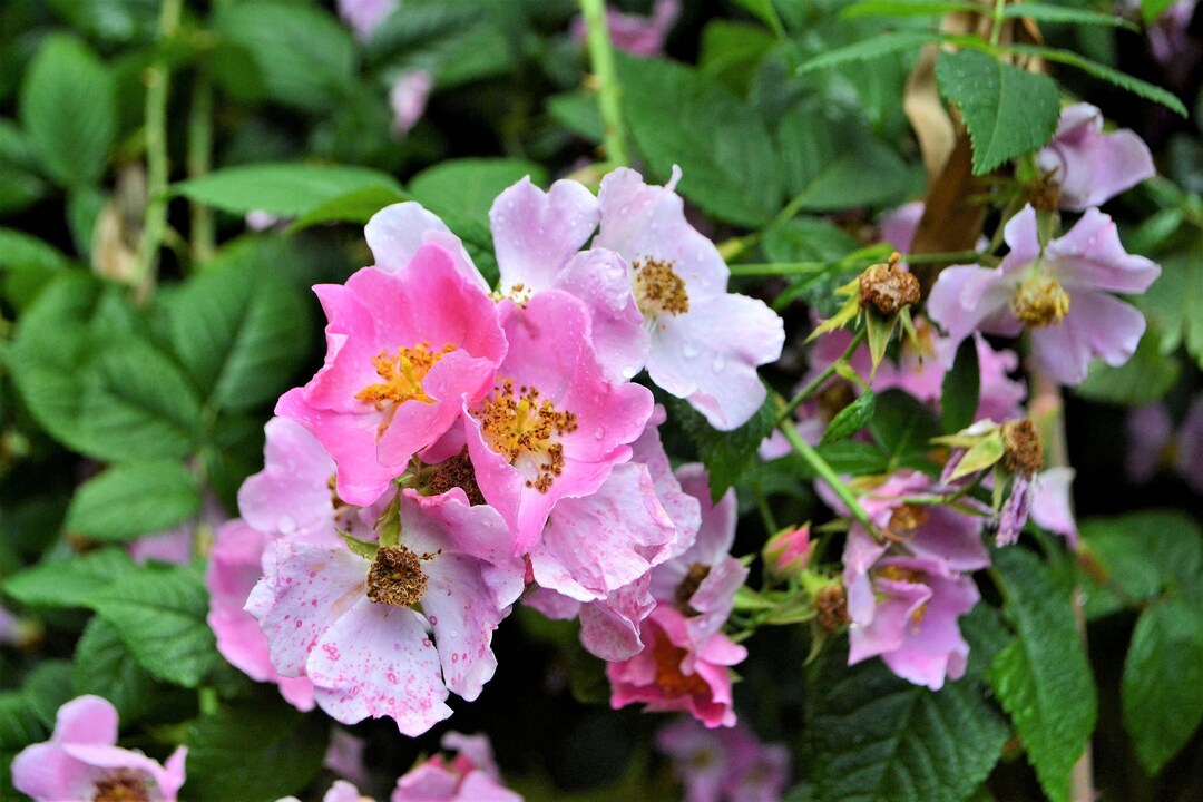 10 CLIMBING MICHIGAN ROSE Rosa Setigera Aka Climbing Prairie or ...