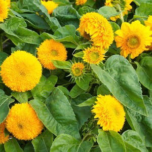 100 Double DWARF SUNGOLD SUNFLOWER Helianthus Annuus Yellow Teddy Bear ...