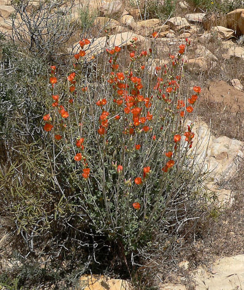 20 Apricot DESERT GLOBEMALLOW Mallow Sphaeralcea Ambigua - Etsy