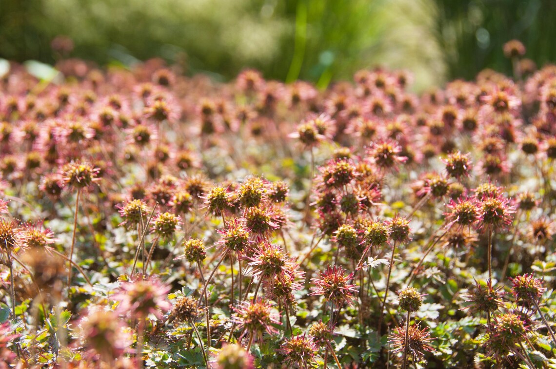 20 NEW ZEALAND BURRS Scarlet Piripiri Acaena Microphylla Flower Ground ...