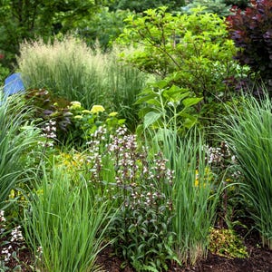 30 Violet PANIC GRASS Panicum Miliaceum Violaceum Ornamental Purple ...