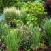 30 Violet PANIC GRASS Panicum Miliaceum Violaceum Ornamental Purple ...