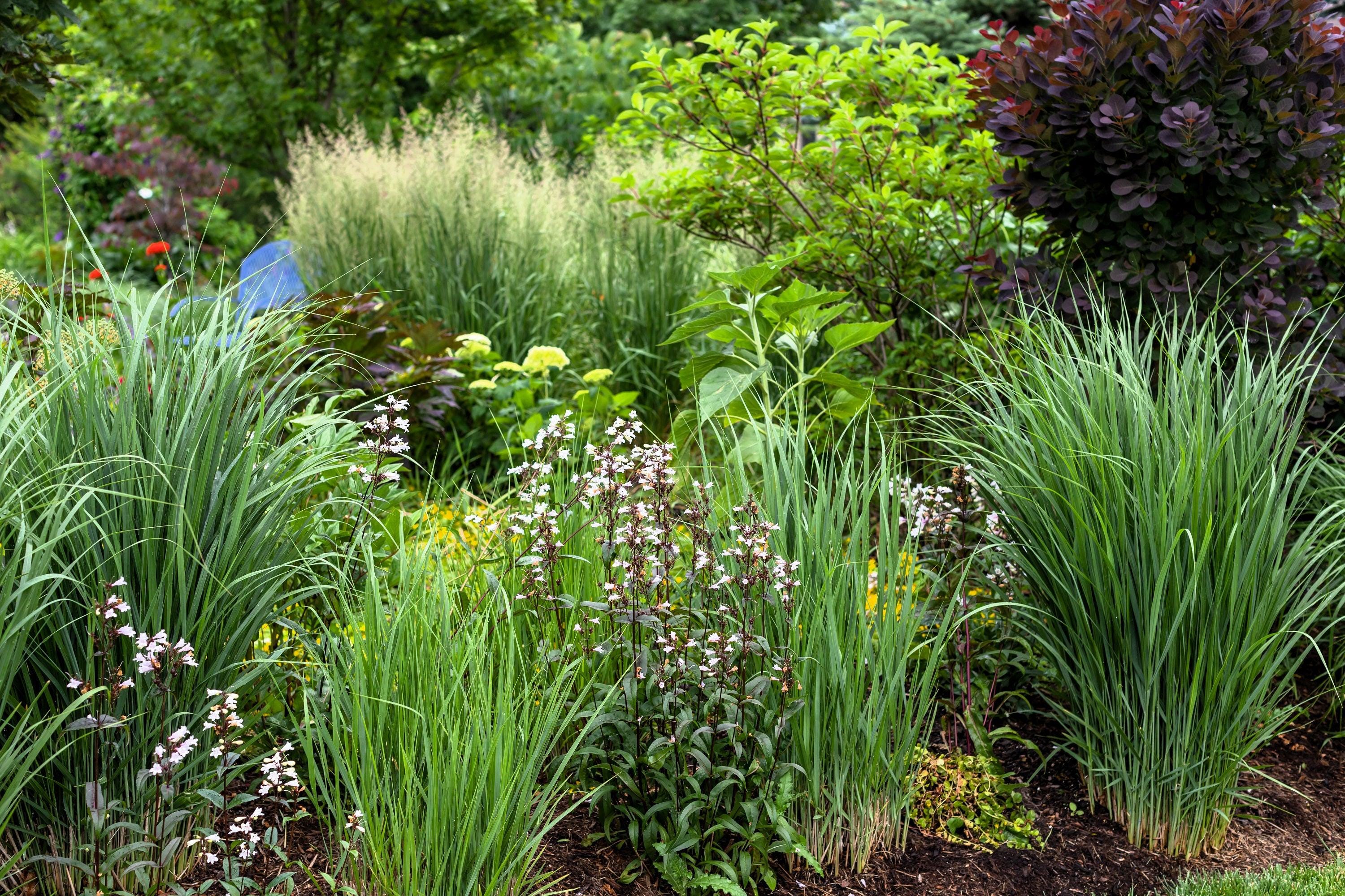 30 Violet PANIC GRASS Panicum Miliaceum Violaceum Ornamental Purple ...