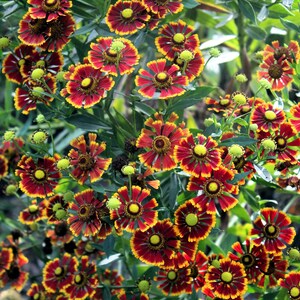 100 HELENIUM ' AUTUMN LEAVES ' Mix Helenium Autumnale Sneezeweed Mixed ...