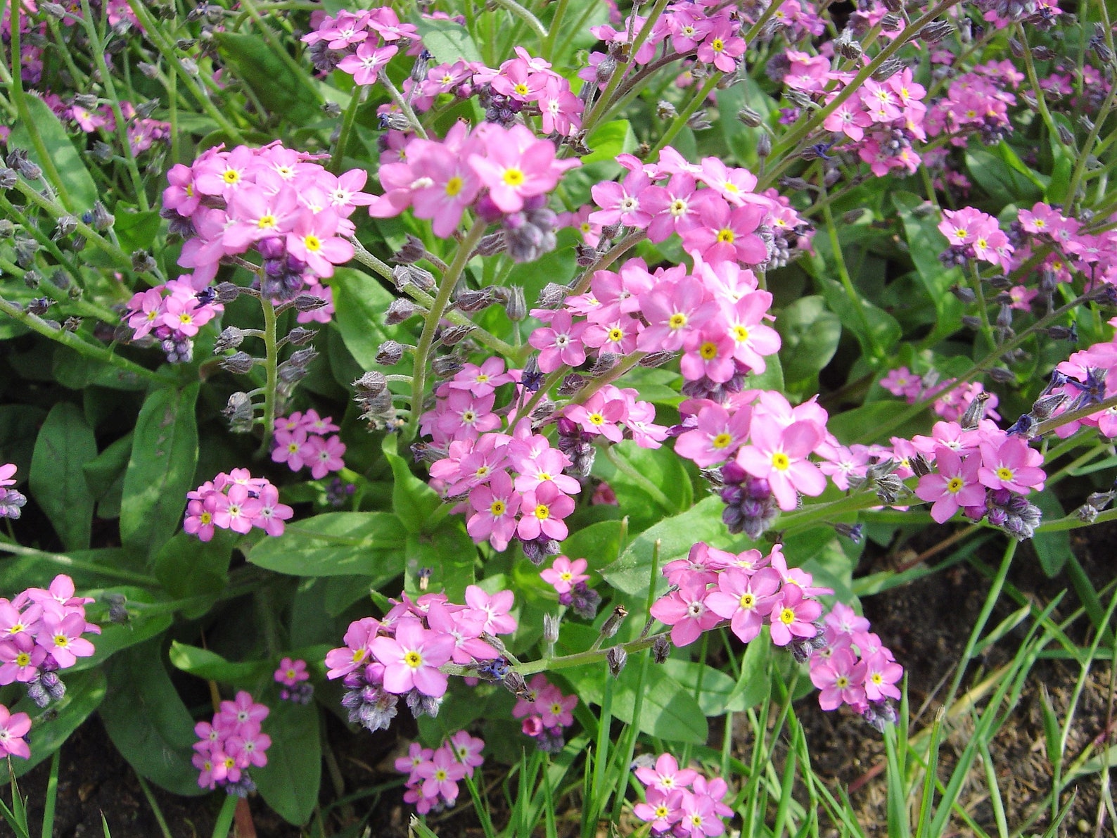 100 Victoria PINK FORGET Me NOT Myosotis Alpestris Shade or Sun Flower ...