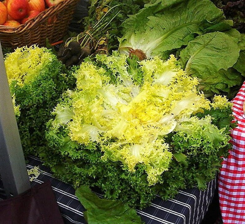 3000 GREEN CURLED ENDIVE salad Endive / Moss Curled Endive / - Etsy