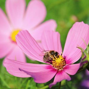 300 DWARF PINK COSMOS Cosmos Bipinnatus Flower Seeds - Etsy
