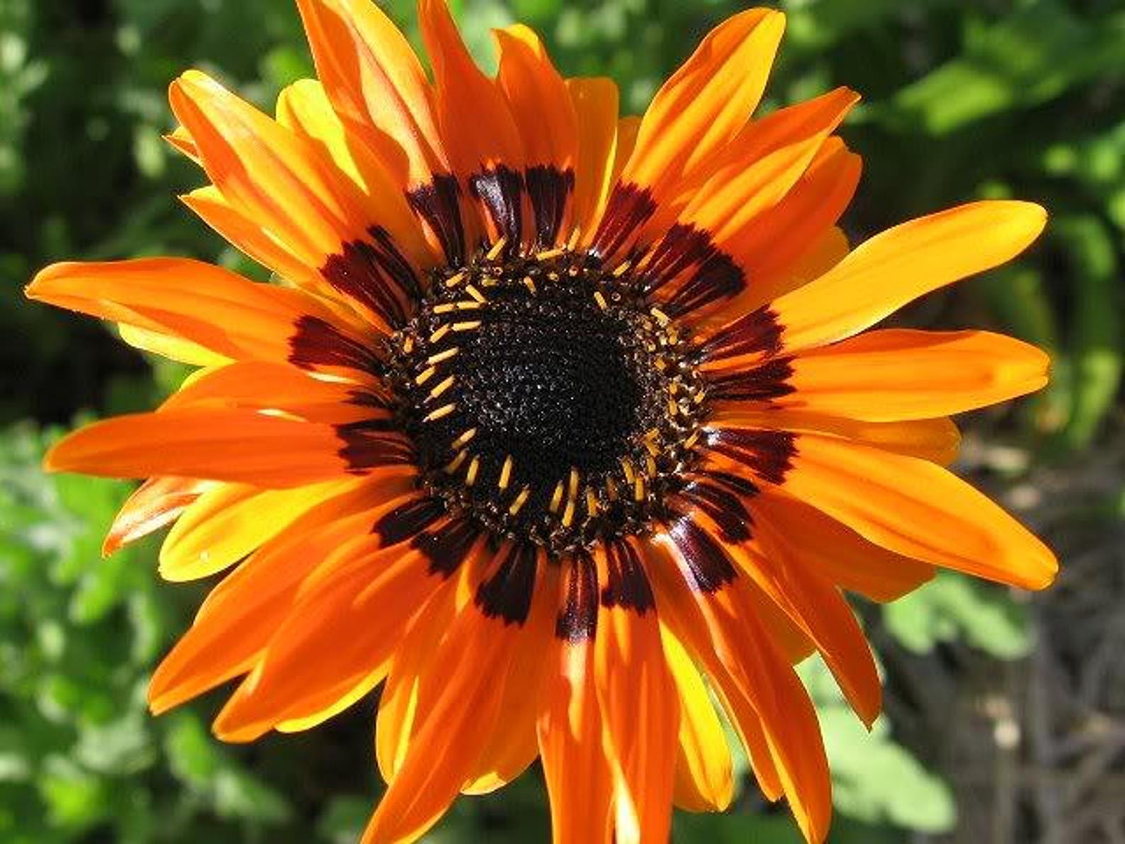 50 ORANGE PRINCE Cape DAISY Monarch of the Veldt Venidium Fastuosum ...